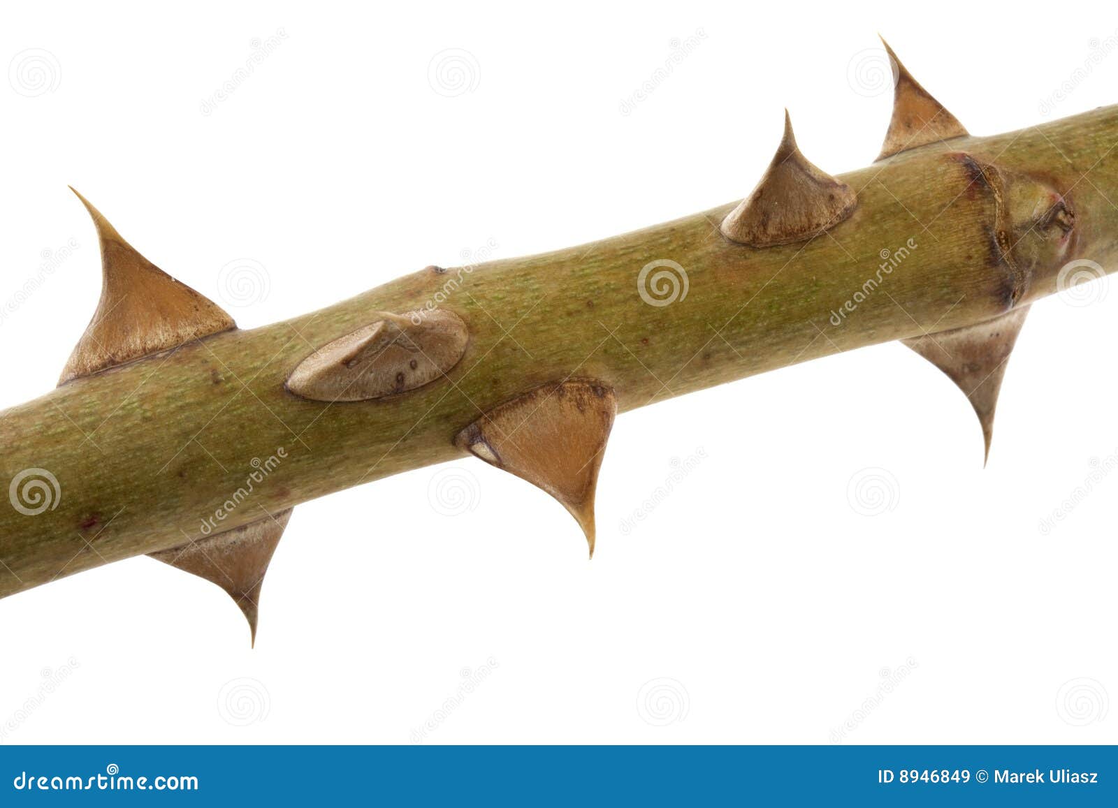 Thorns - Macro of Rose Bush Twig Stock Image - Image of white, micro ...