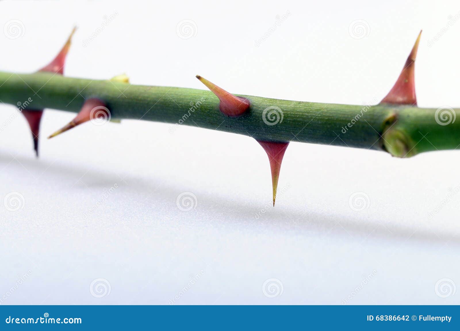 Thorns of a red rose stock photo. Image of chalice, thorn - 68386642