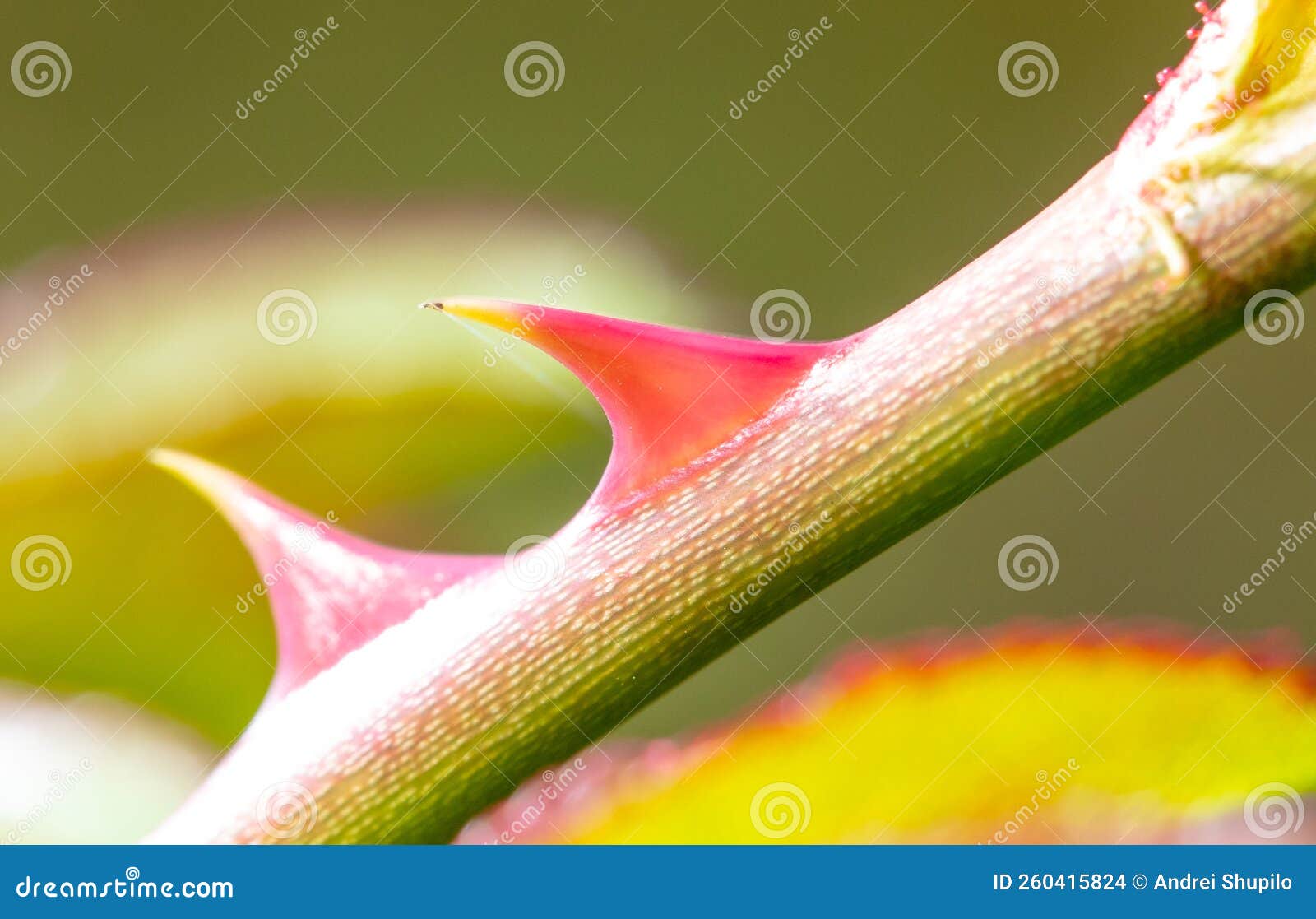 Thorns on a rose branch. stock photo. Image of flowers - 260415824