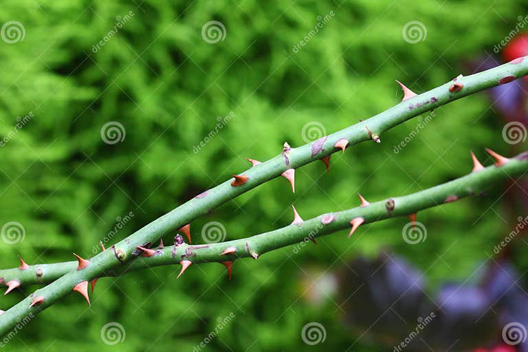 Thorns of a rose bush stock image. Image of thorn, plant - 30883669