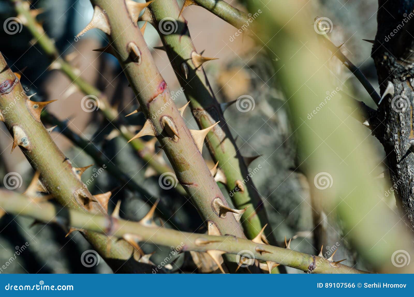 Thorns of rose on the stem stock photo. Image of floral - 89107566