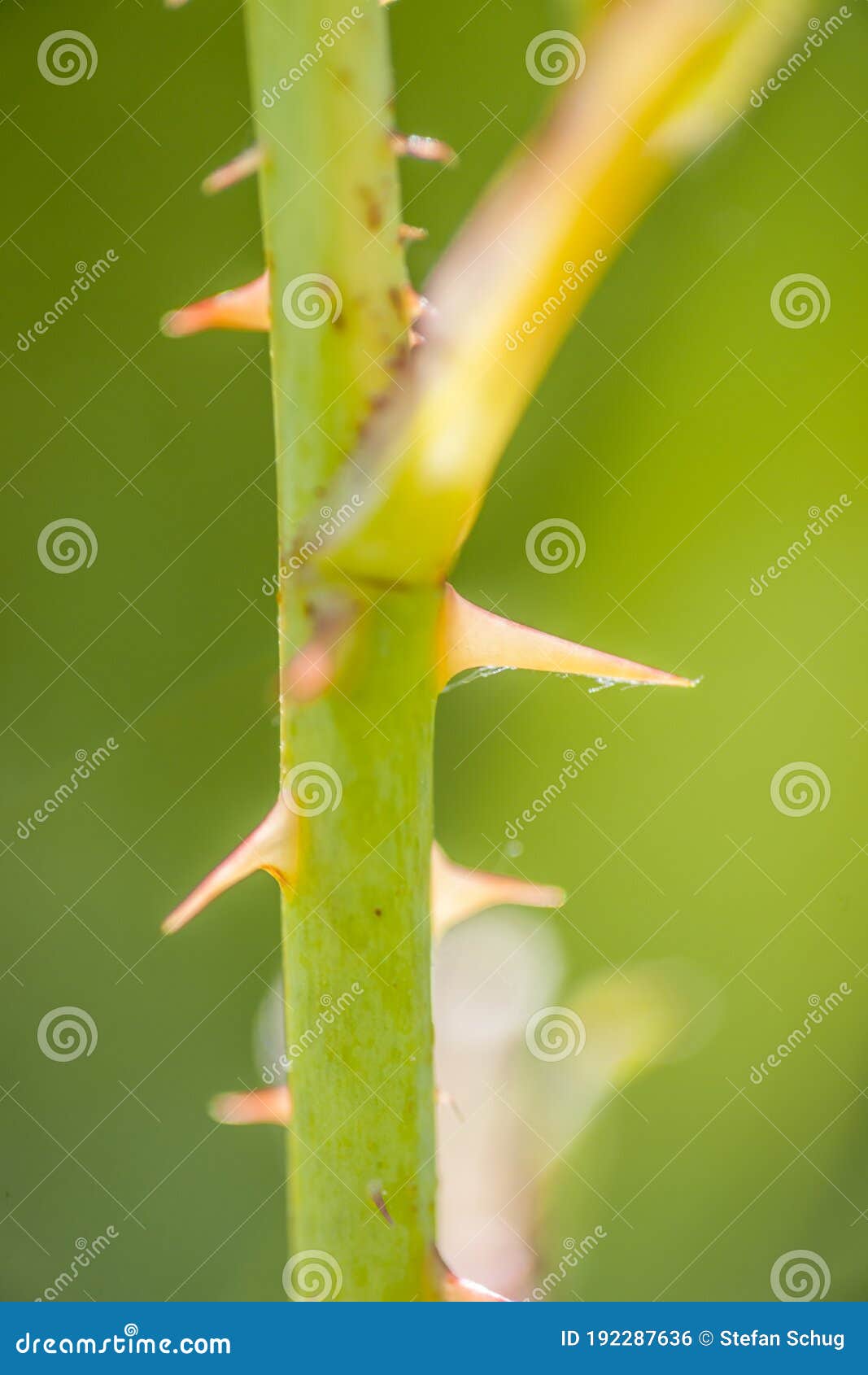 Prickly Rose Stem stock photo. Image of thorn, close - 192287636