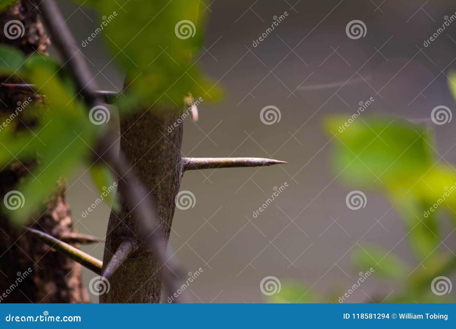 Thorns stock photo. Image of garden, plants, thorns - 118581294
