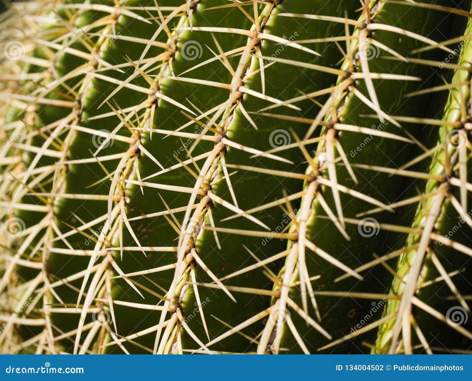Thorns Spines And Prickles, Plant, Cactus, Vegetation Picture. Image ...