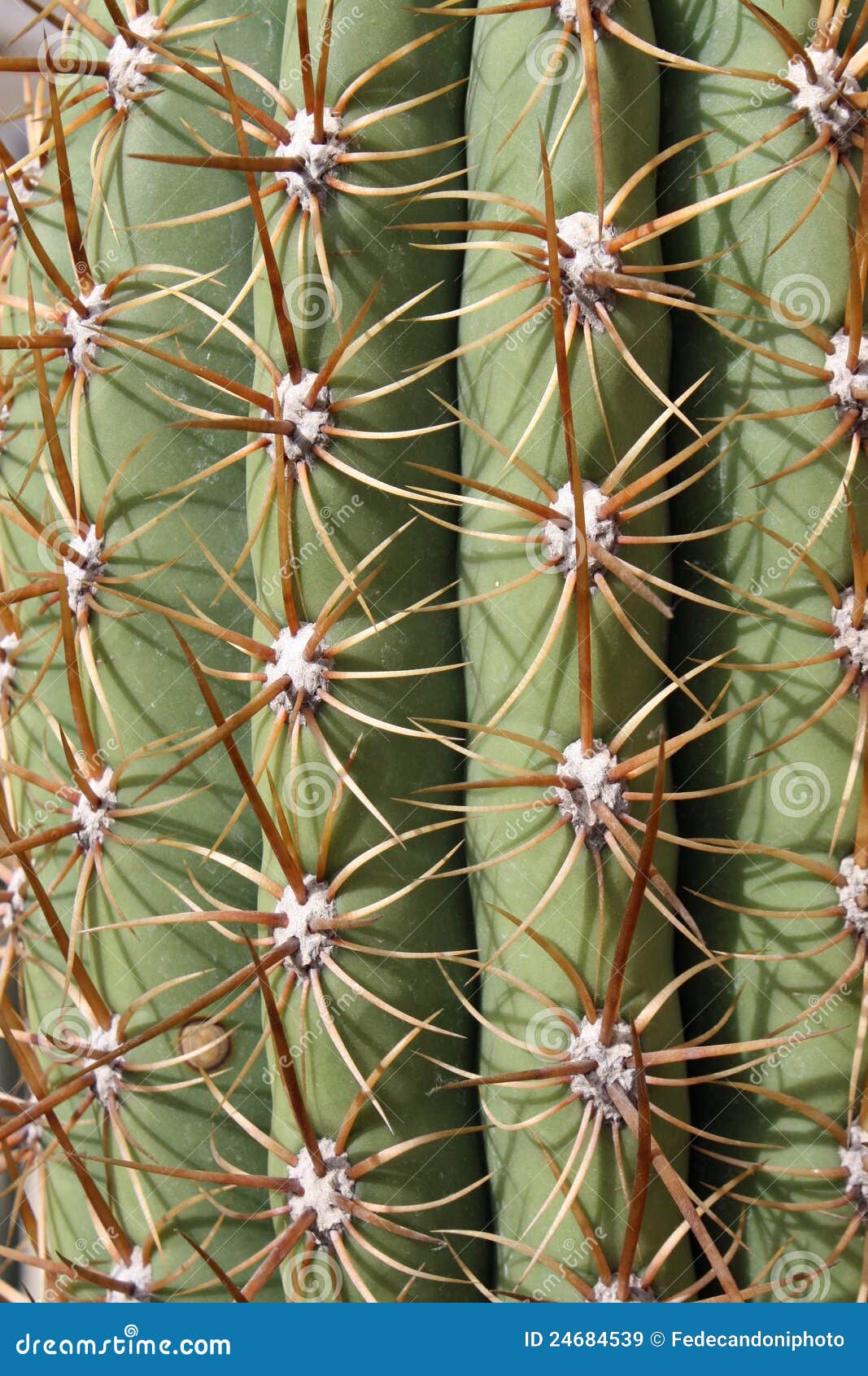 Thorns and Spines Very Pungent a Fat Cactus Stock Image - Image of ...