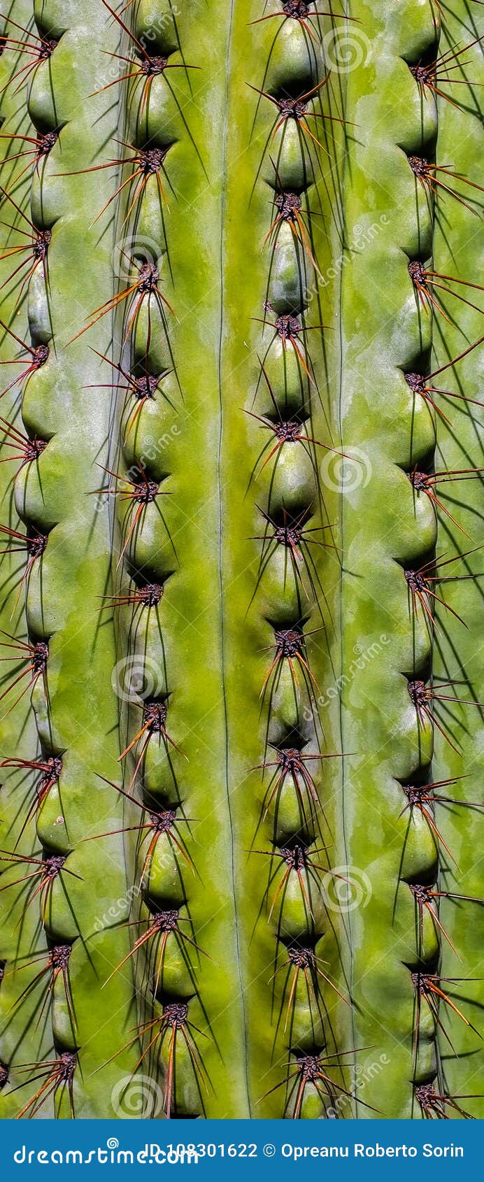 Cactus macro view stock photo. Image of beautiful, close - 108301622