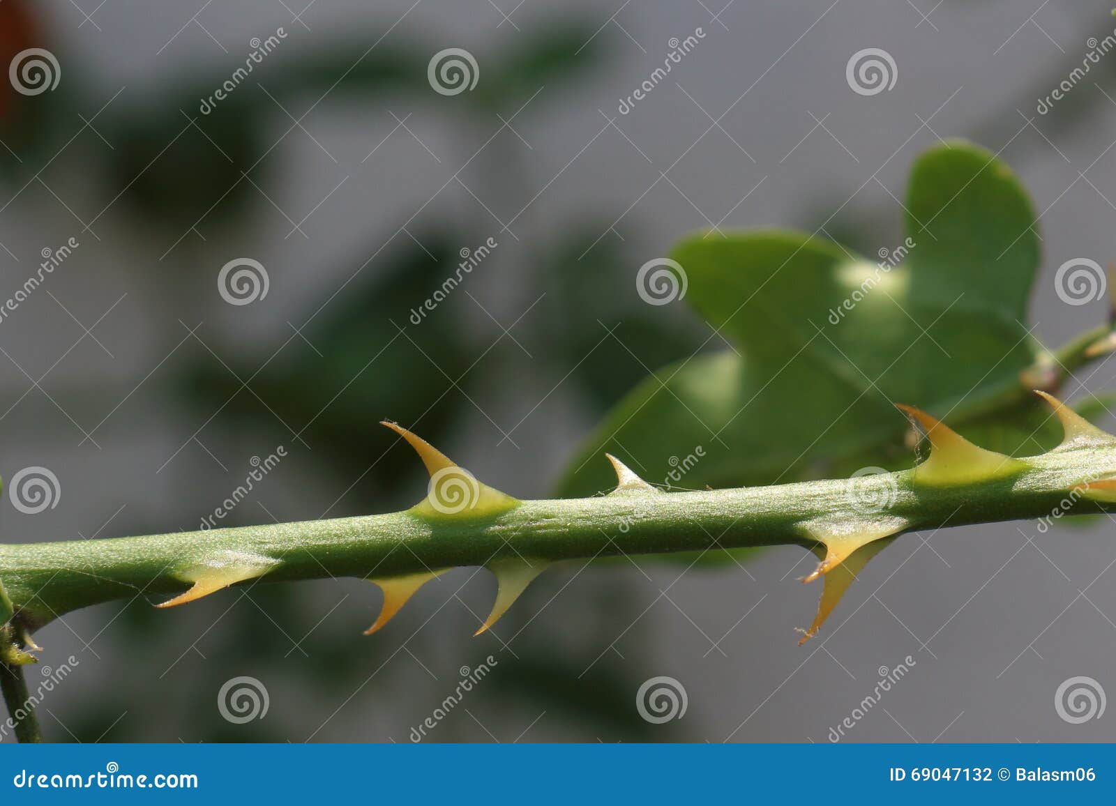 Thorns on stem stock photo. Image of natural, stem, defense - 69047132