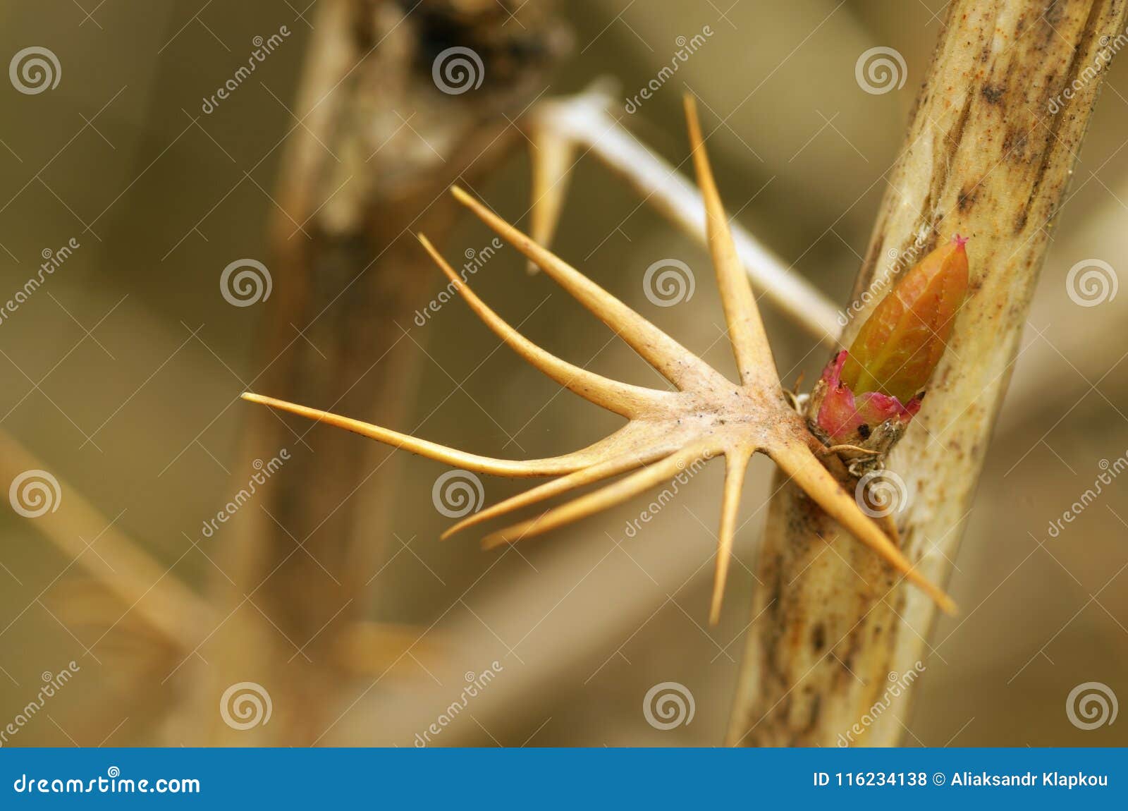 The Thorns on the Stems of Plants. Stock Photo - Image of protection ...