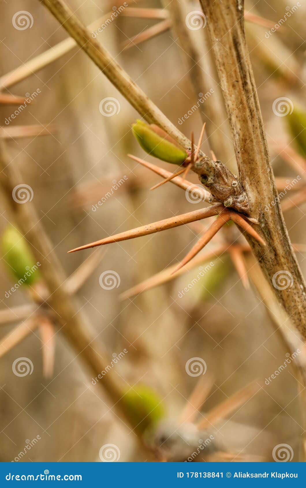 The Thorns on the Stems of Plants Stock Image - Image of grow, natural ...