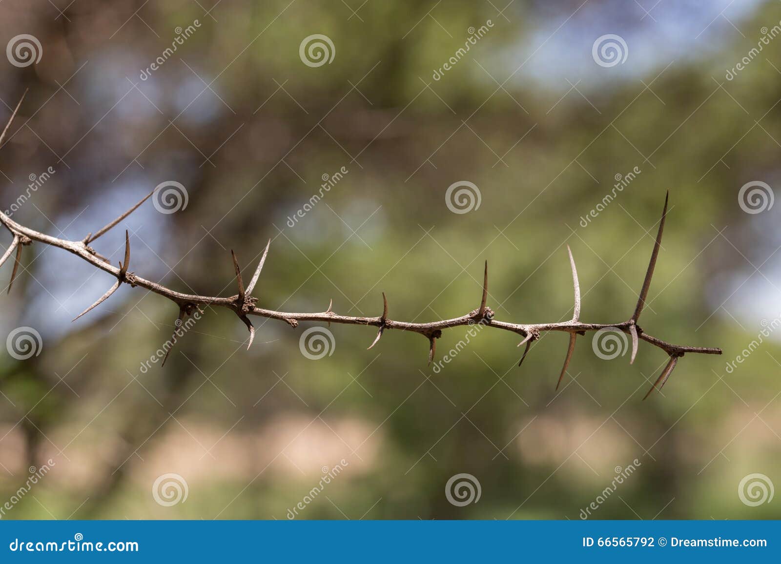 Thorns stock photo. Image of thorn, outdoors, bushveld - 66565792