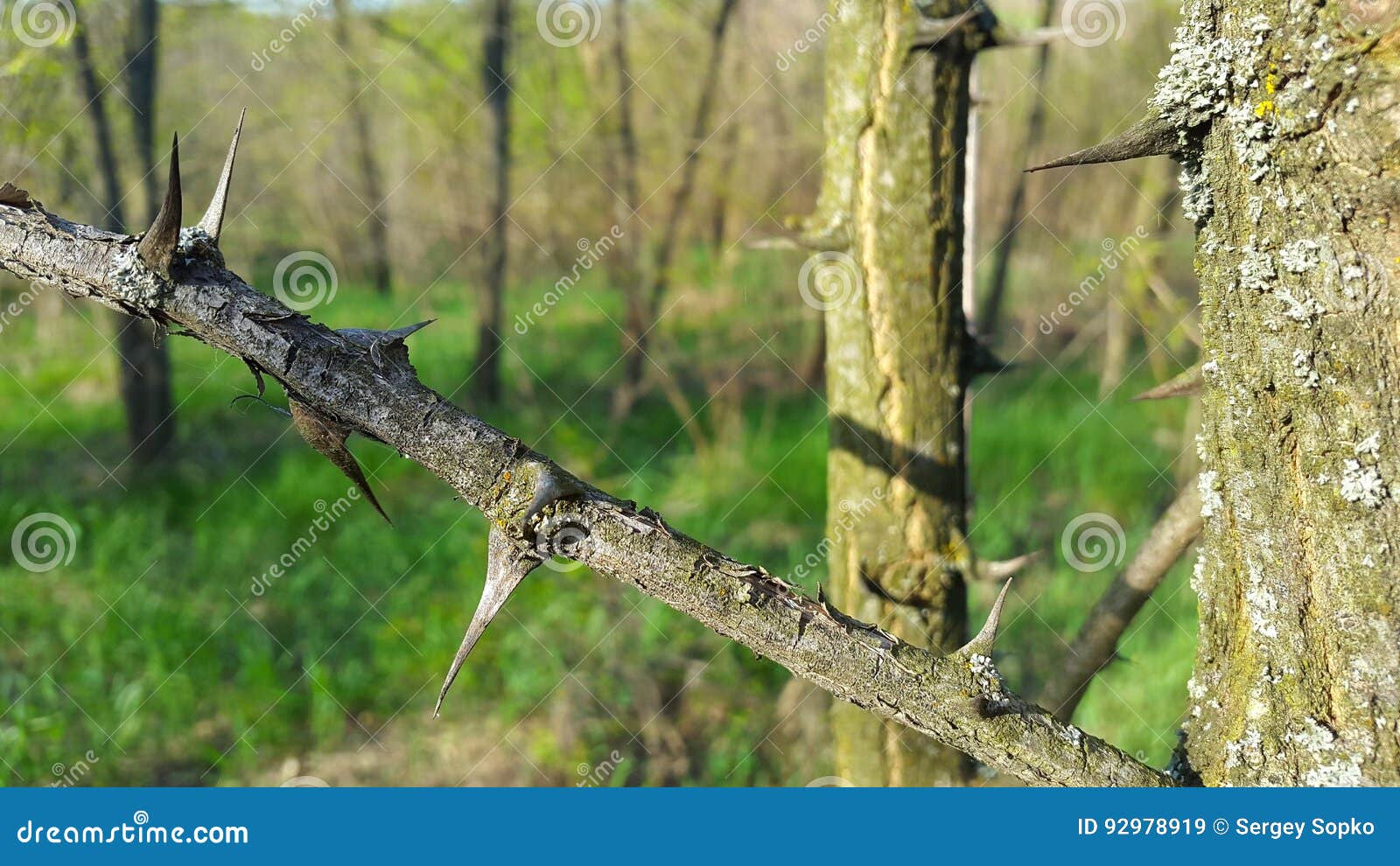 The Thorns on the Tree. Wooden Spikes Stock Image - Image of landscape ...