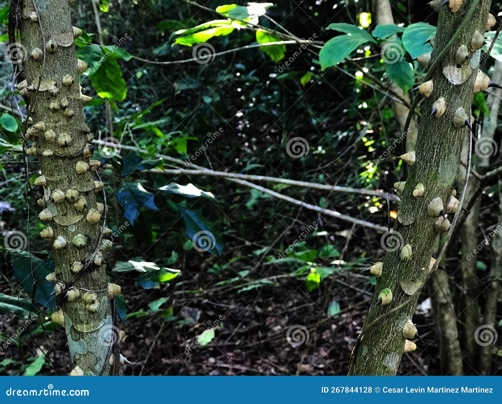 Thorns on Trees in Humid Forests Stock Photo - Image of trees, produce ...