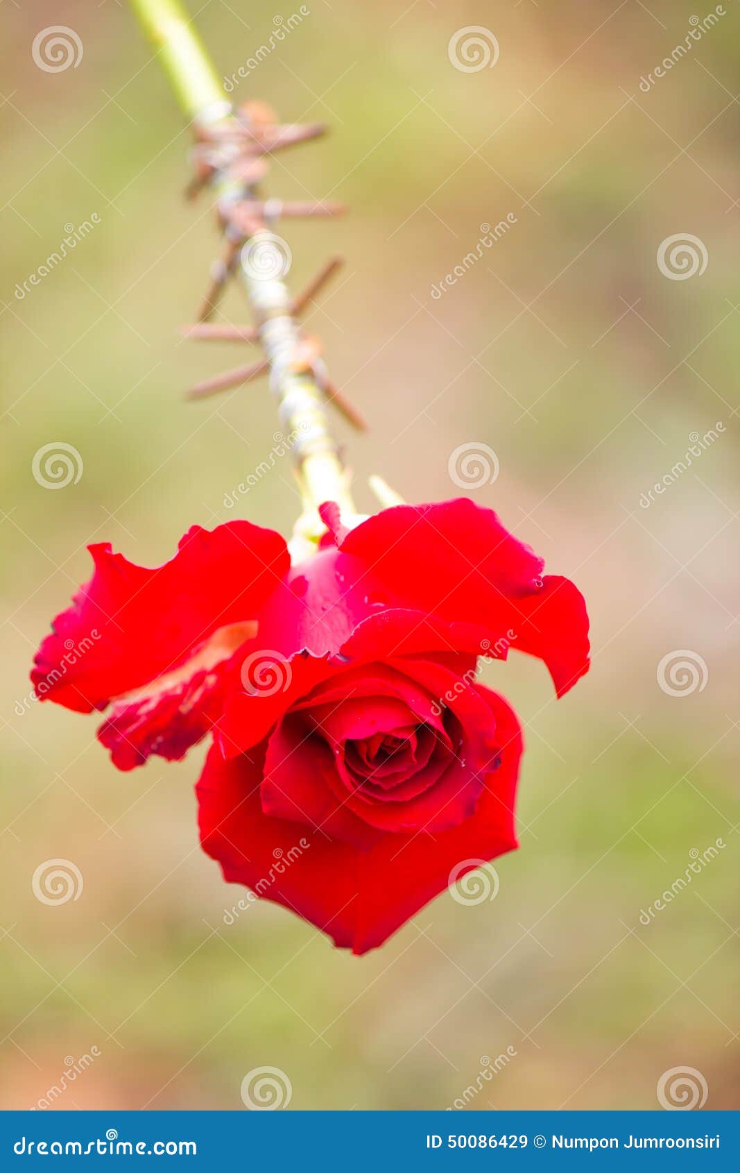Thorns Wrapping of Red Rose. Stock Illustration - Illustration of ...