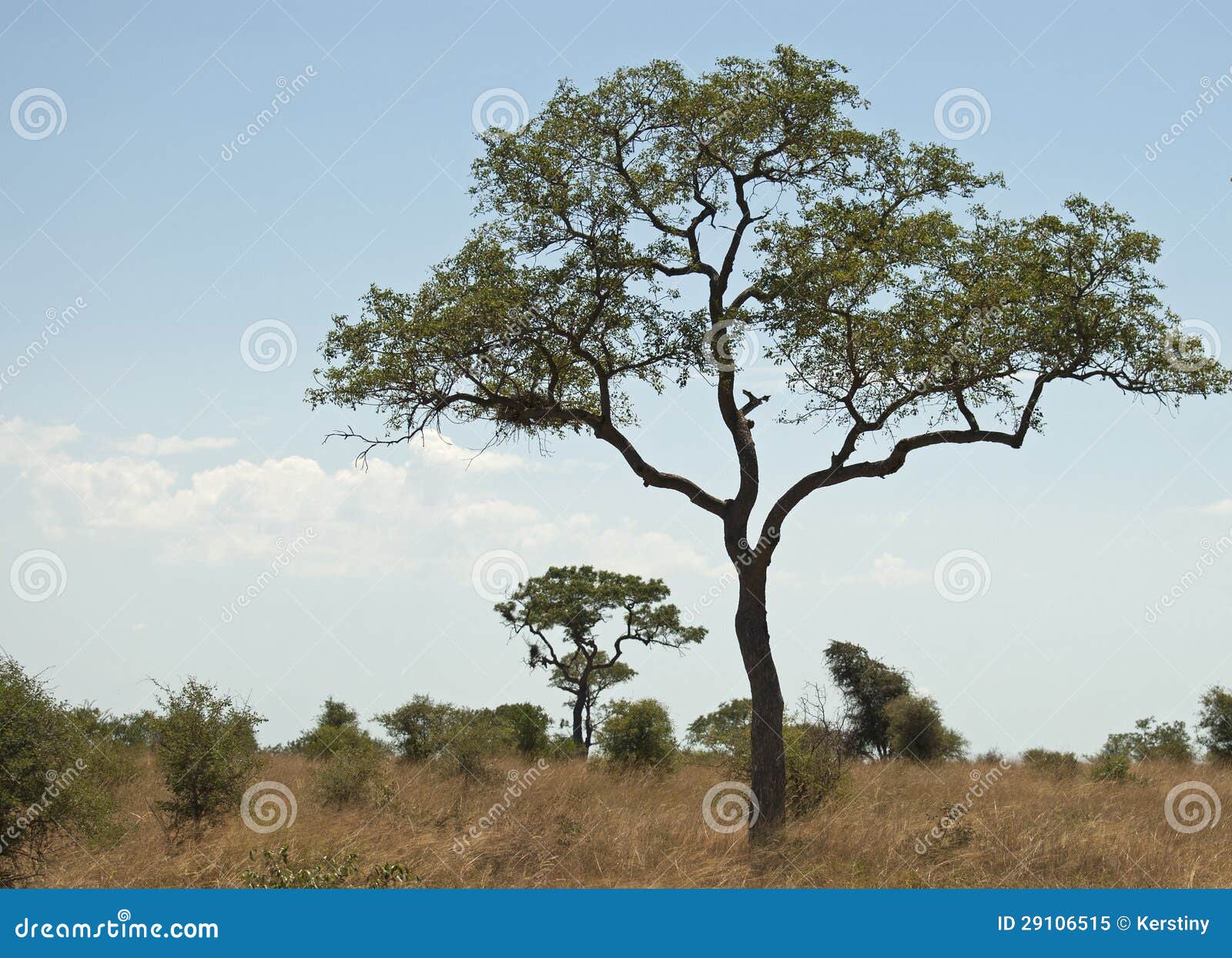 Thorntree stock image. Image of growth, vegetation, tree - 29106515