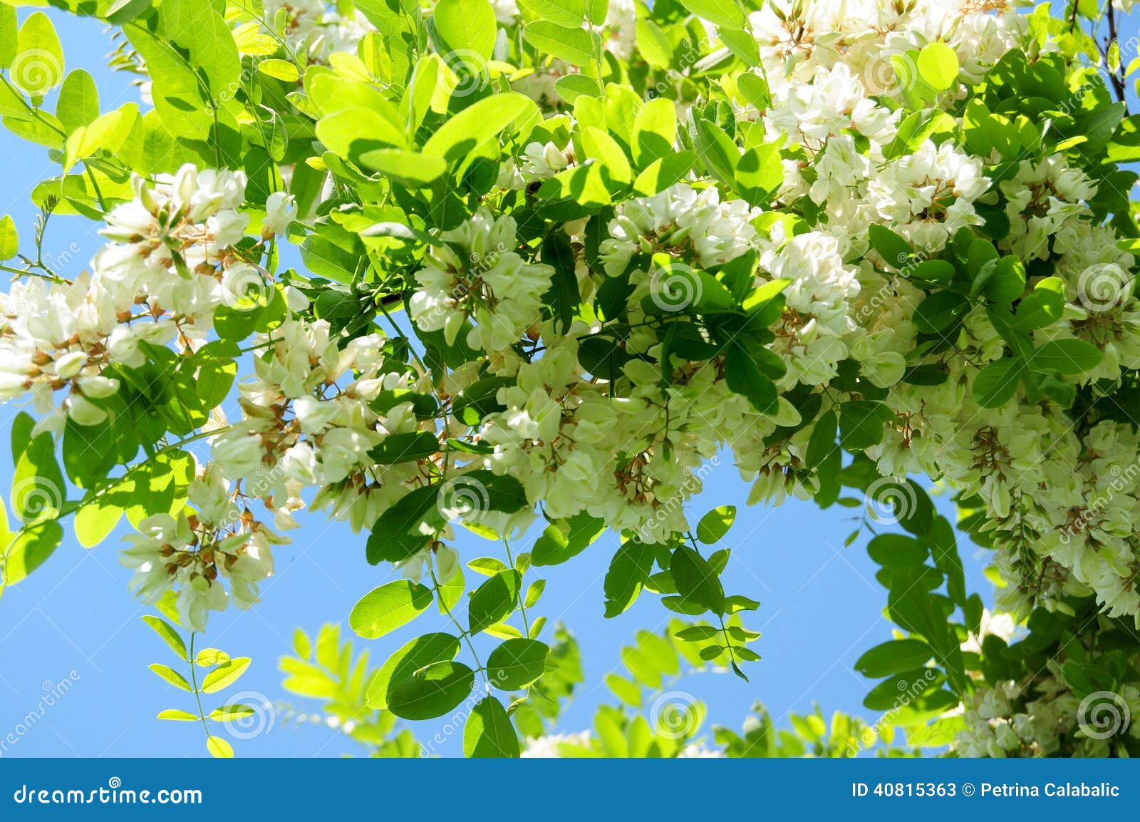 Thorntree in bloom stock image. Image of white, thorntree - 40815363