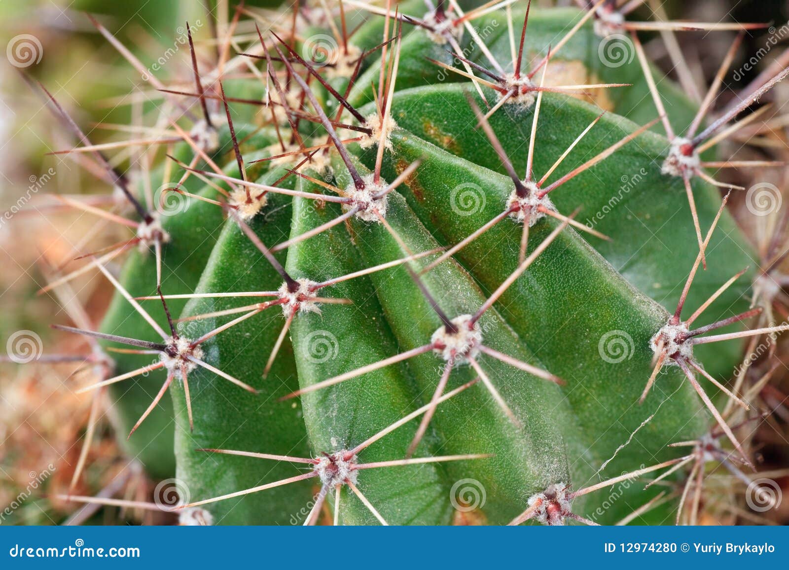 Thorny Barrel Cactus Plant Part Stock Photo - Image of cactus, plants ...