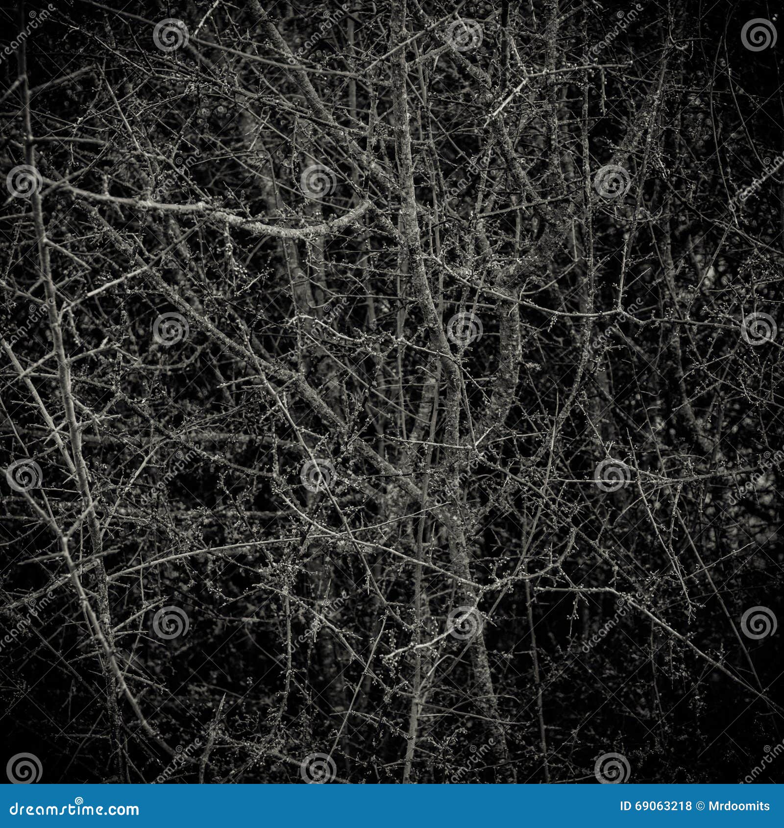Thorny Bush Background Texture Stock Photo - Image of painful, closeup ...