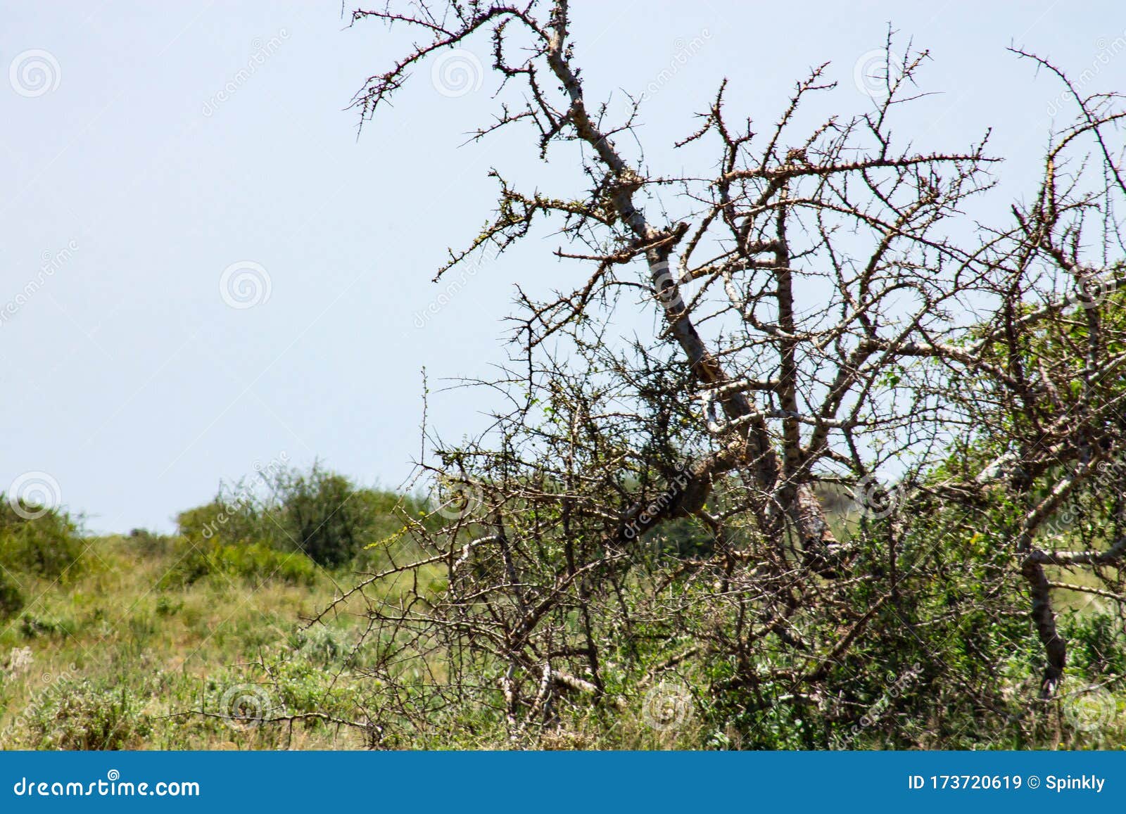 Thorny Bush Background Texture Stock Photography | CartoonDealer.com ...
