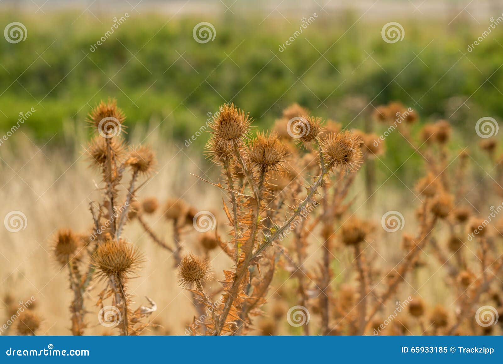 Thorny Bush Background Texture Stock Photography | CartoonDealer.com ...