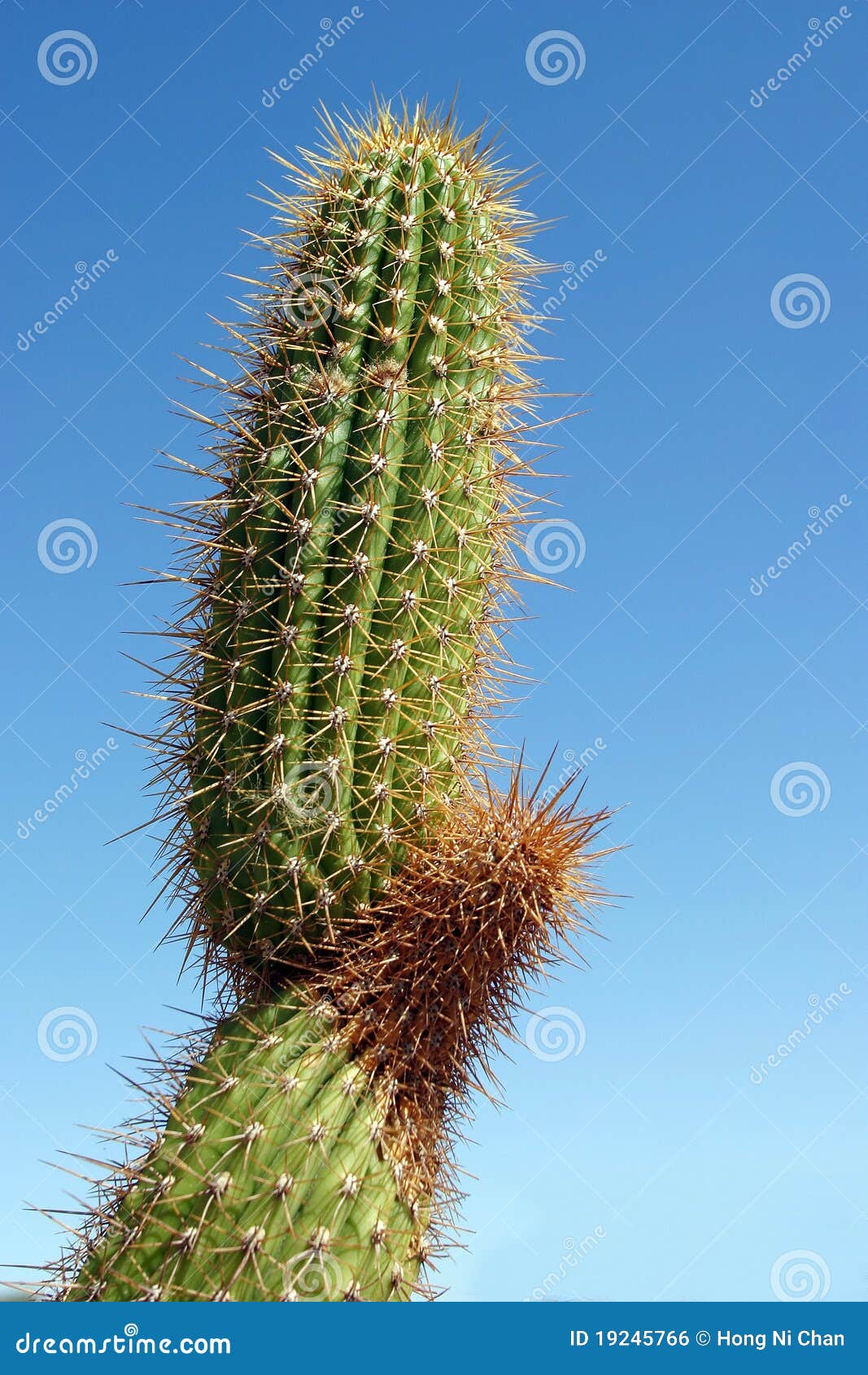 Thorny cactus stock photo. Image of cactus, background - 19245766