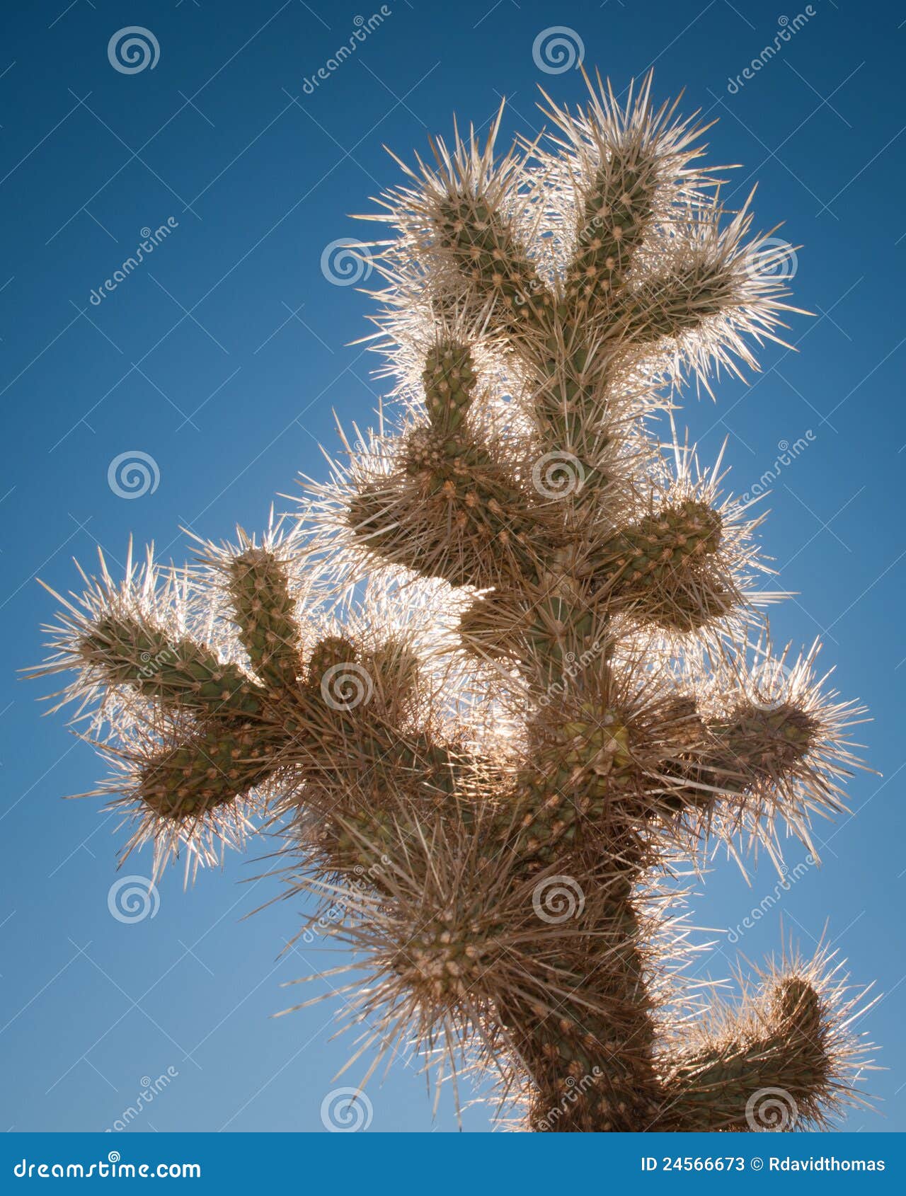 Thorny Cactus stock image. Image of back, blue, bright - 24566673