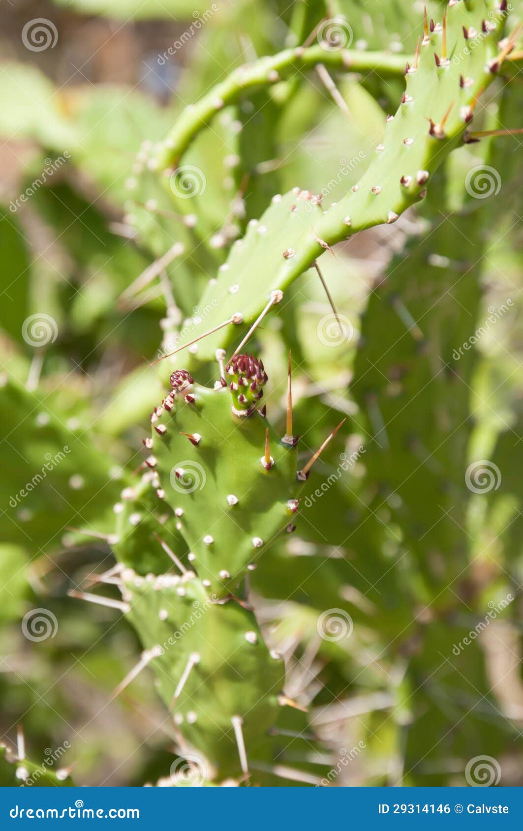 Thorny cactus close up stock photo. Image of cacti, closeup - 29314146