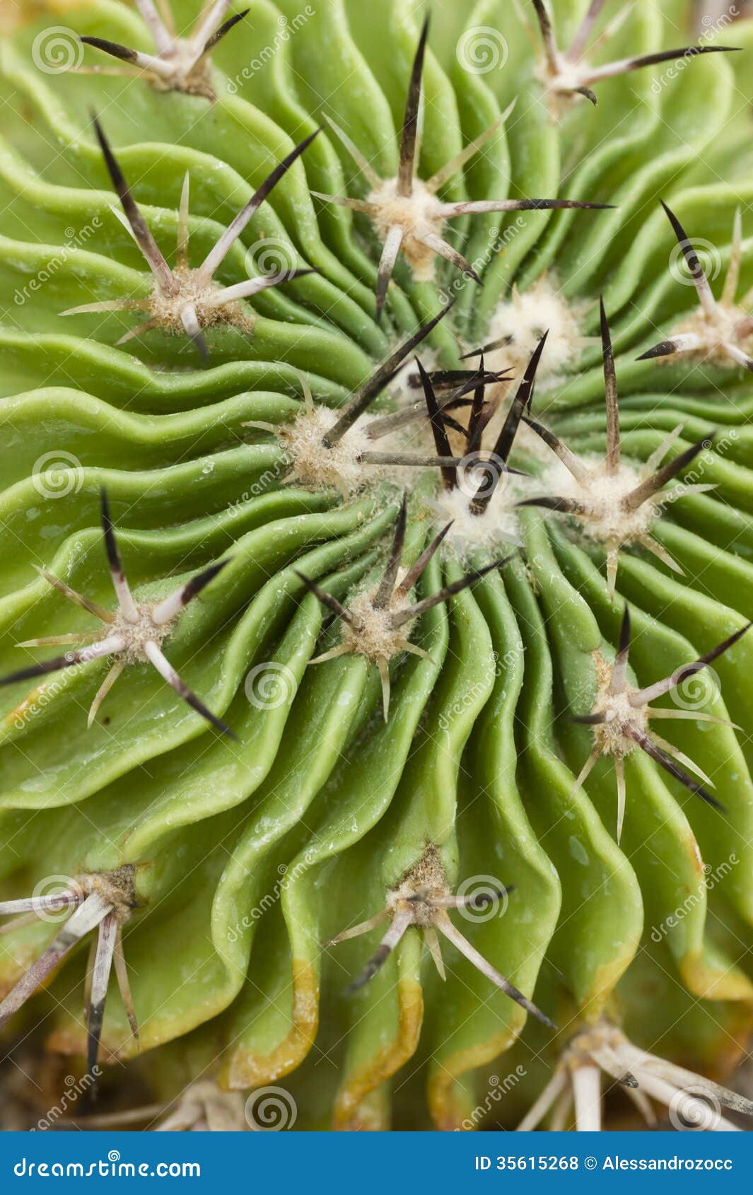 Thorny cactus head stock photo. Image of nature, detail - 35615268