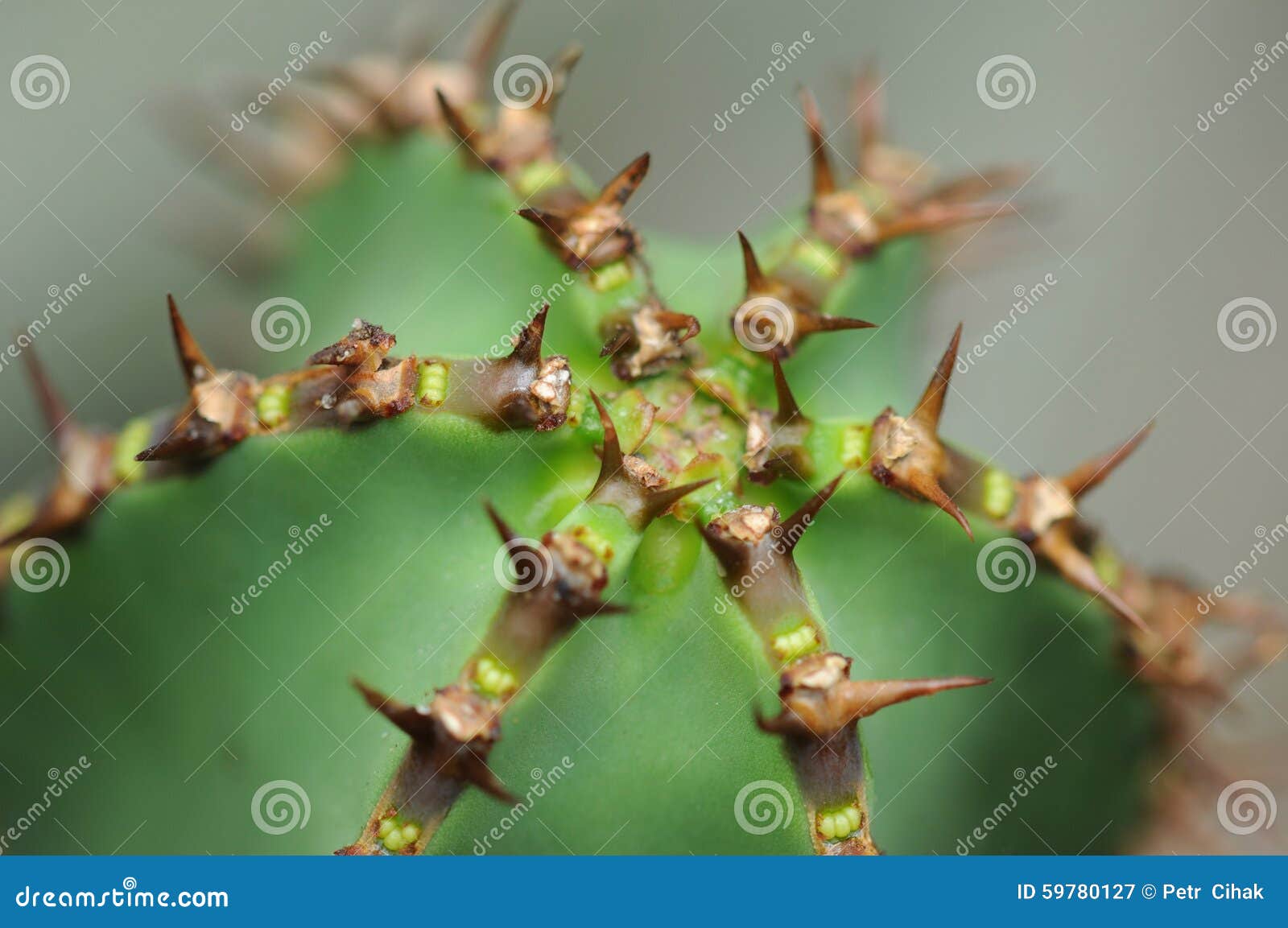 Thorny cactus stock image. Image of thorny, spike, nature - 59780127