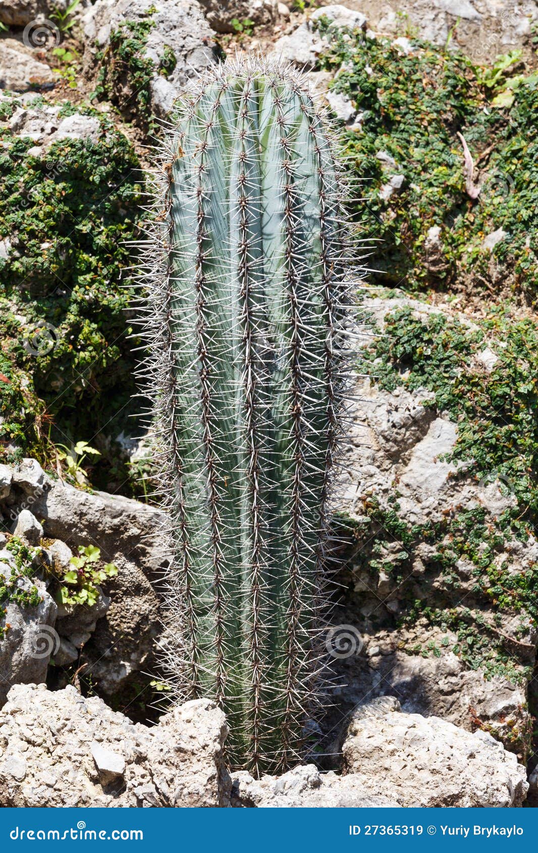 Thorny cactus plant stock image. Image of flora, stone - 27365319