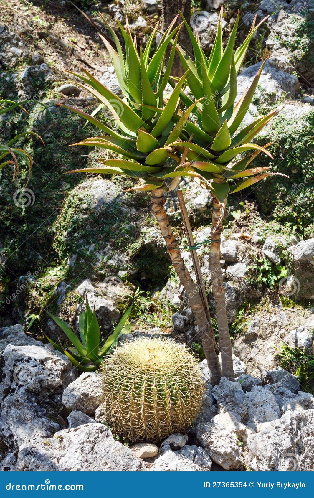 Thorny cactus plant stock photo. Image of succulent, botanical - 27365354
