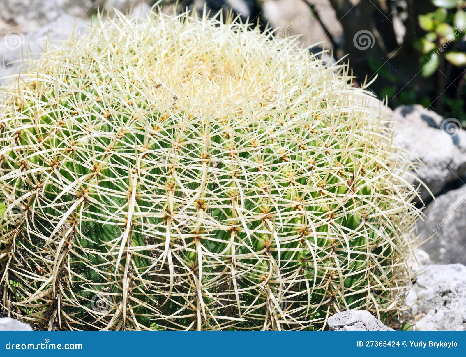 Thorny cactus plant stock photo. Image of botanical, nature - 27365424