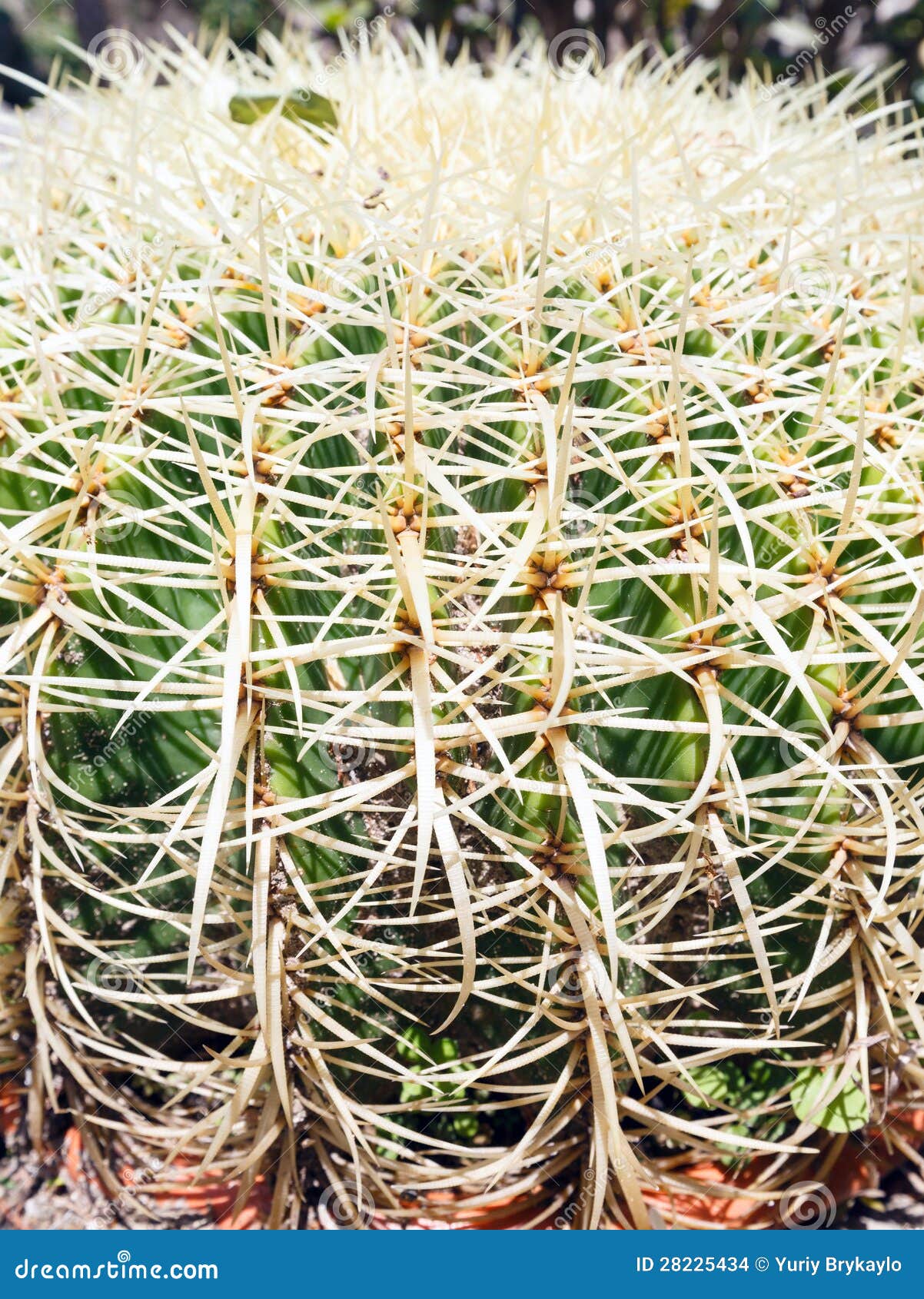 Thorny cactus plant stock photo. Image of ball, thorny - 28225434