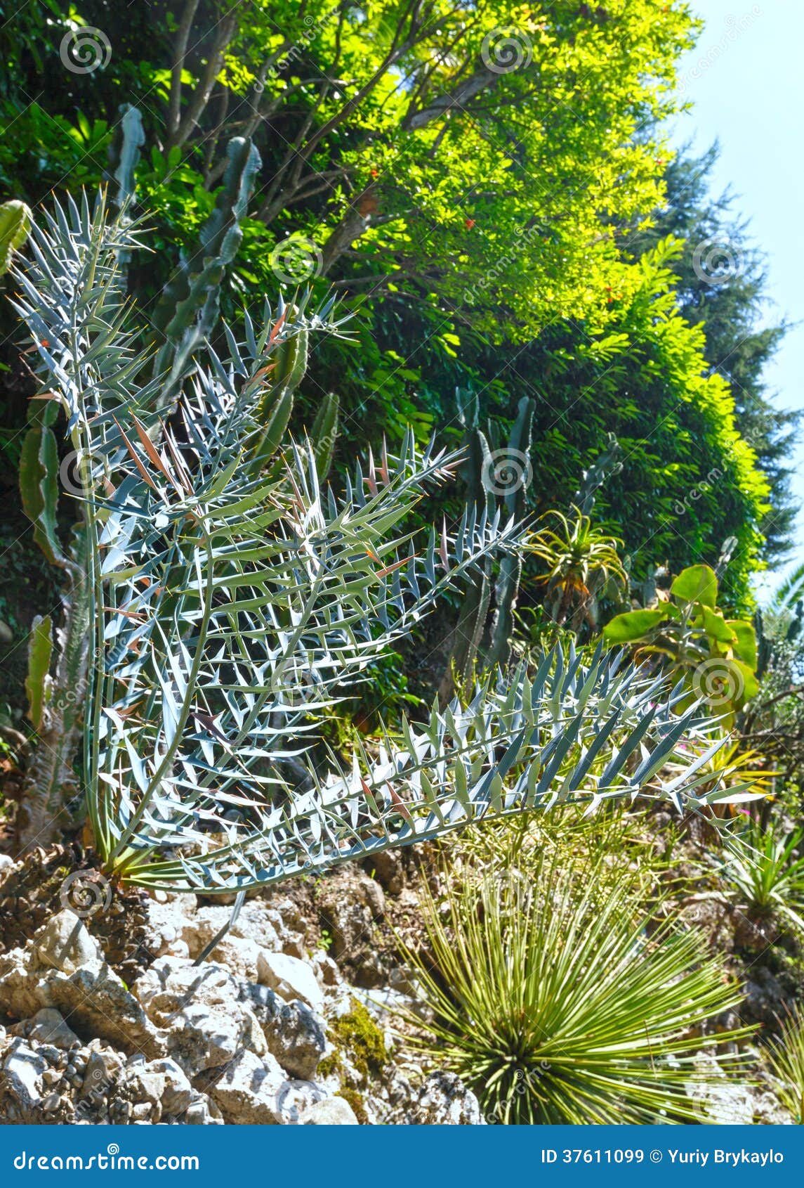 Thorny cactus plant stock image. Image of thorny, spiny - 37611099