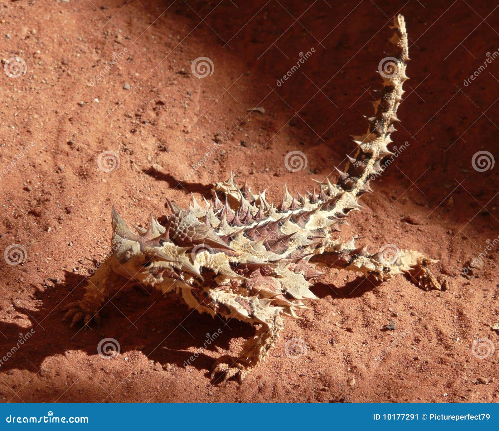 Thorny Devil stock image. Image of spikes, reptile, nature - 10177291