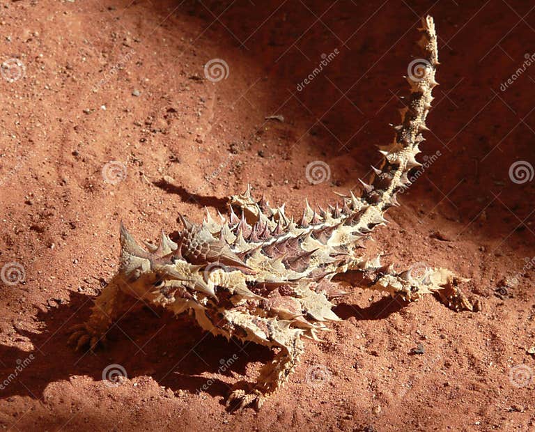 Thorny Devil stock image. Image of spikes, reptile, nature - 10177291