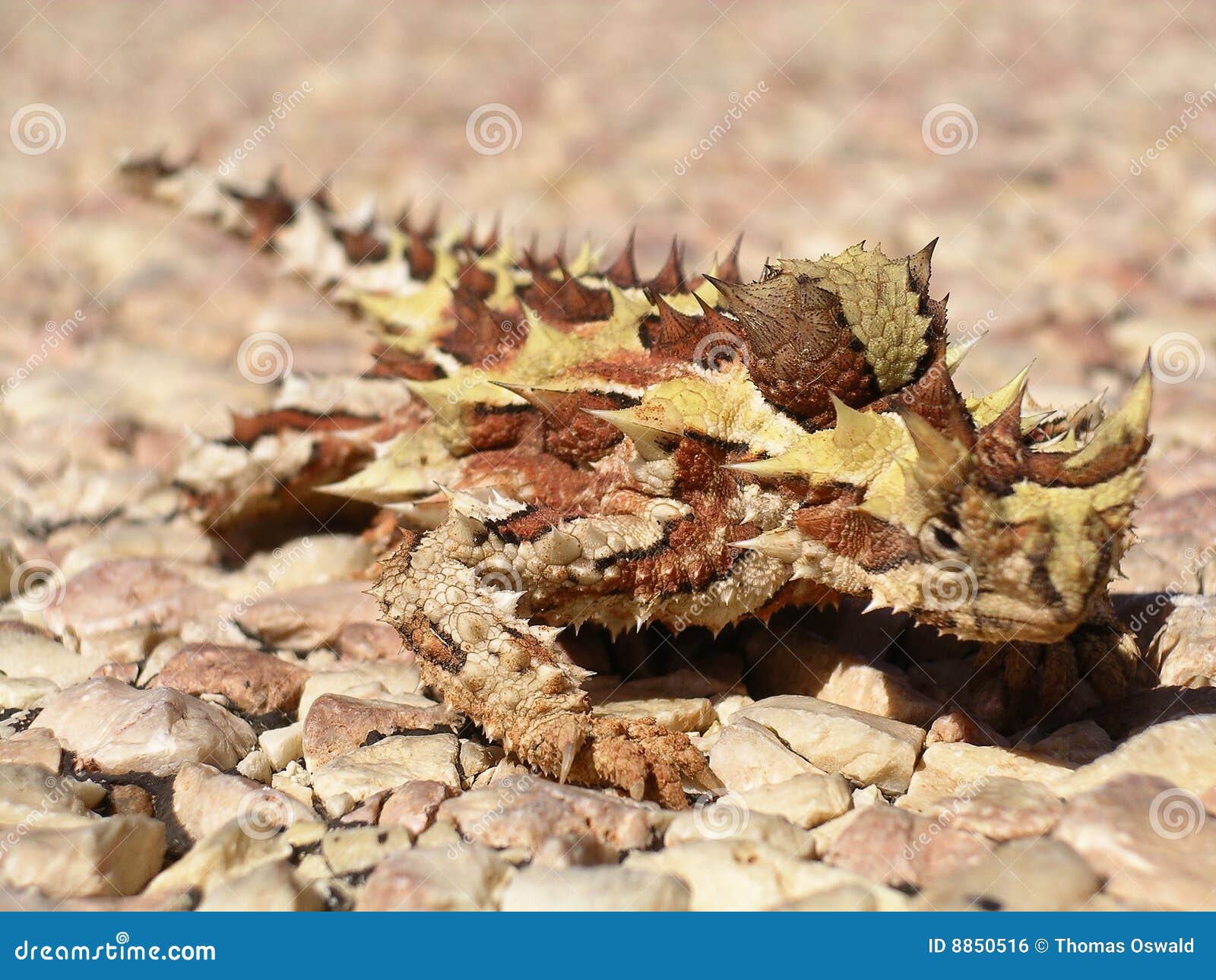 Thorny Devil Lizard Climbing Up Some Stones Stock Photo | CartoonDealer ...