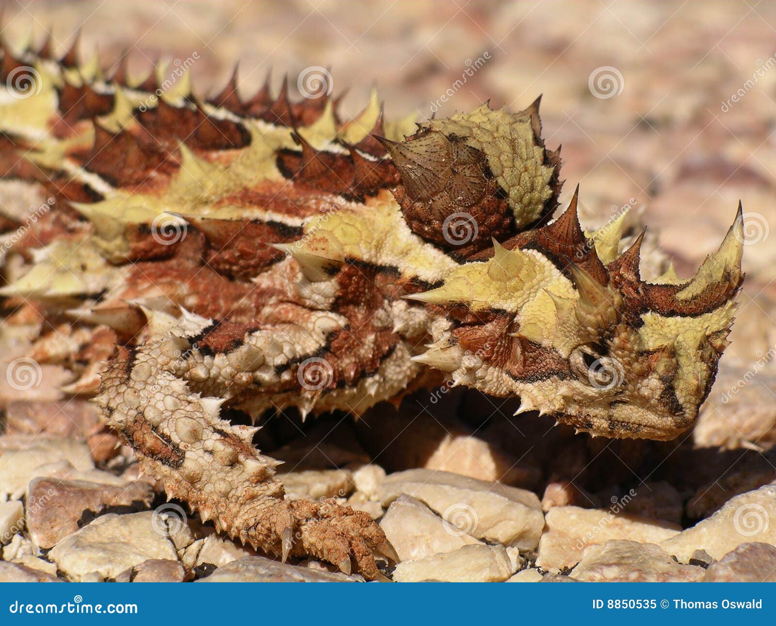 Thorny Devil stock image. Image of serpent, devil, thorny - 8850535