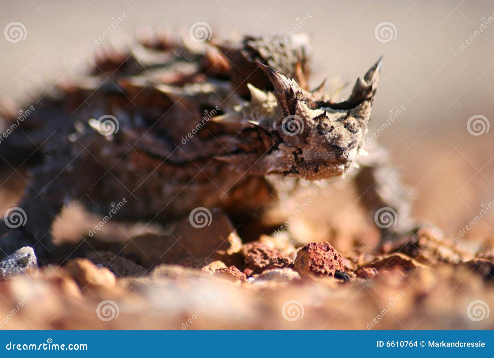 Thorny Devil Lizard Climbing Up Some Stones Stock Photo | CartoonDealer ...