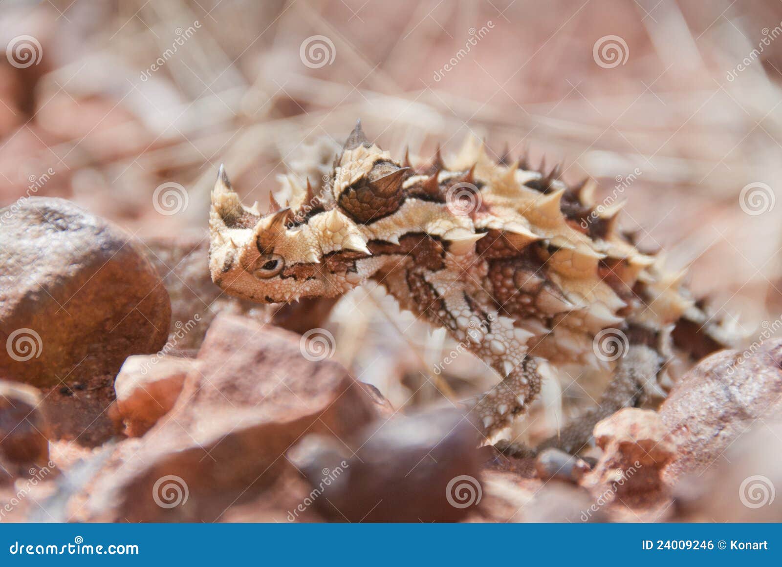 Thorny Devil Lizard Climbing Up Some Stones Stock Photo | CartoonDealer ...