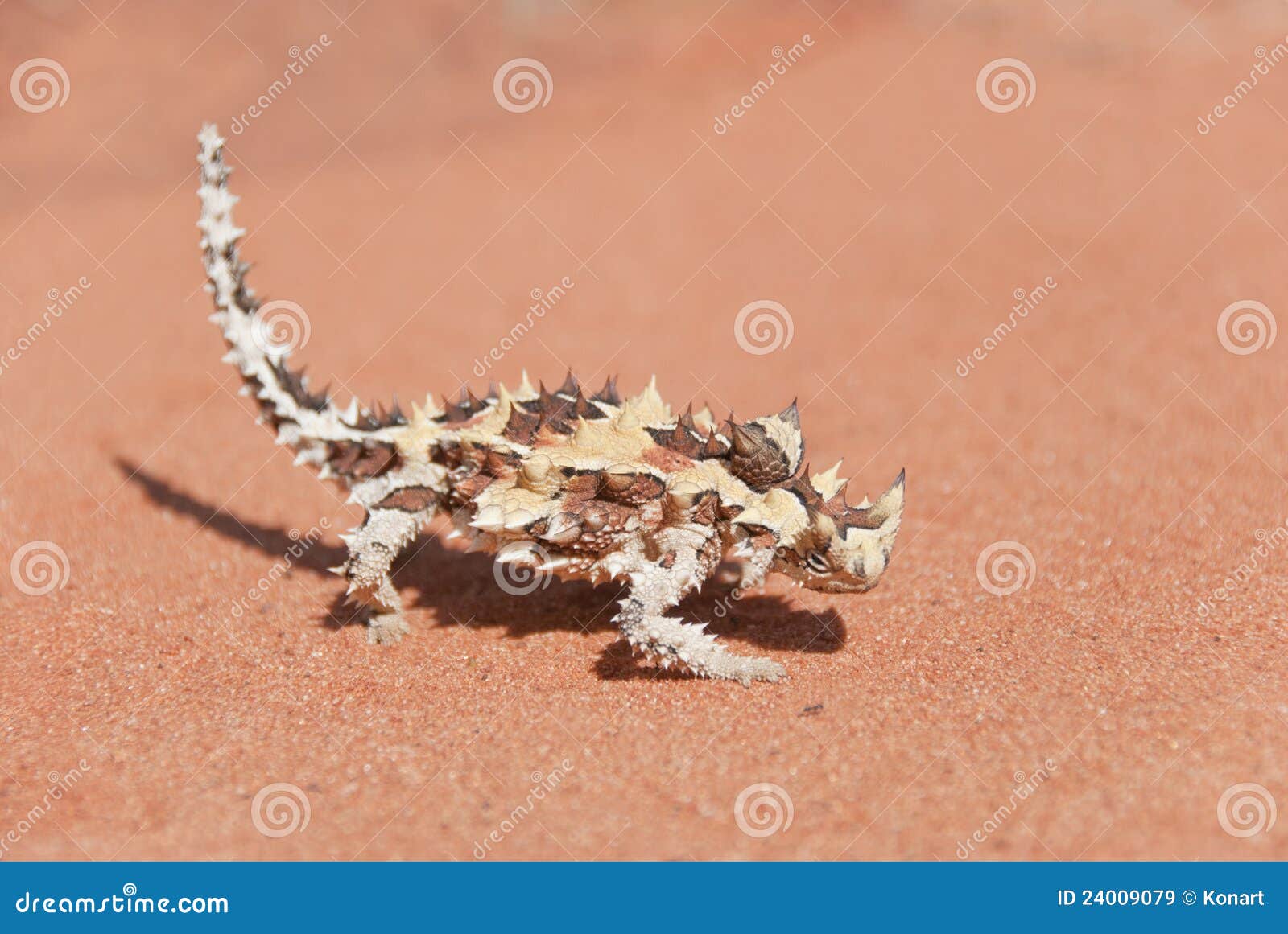 Thorny Devil Lizard Climbing Up Some Stones Stock Photo | CartoonDealer ...