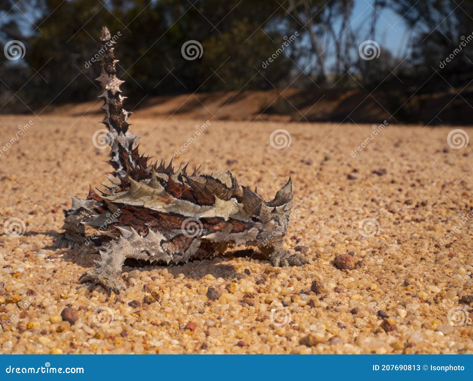 Thorny Devil Lizard on Outback Australia Track Stock Image - Image of ...