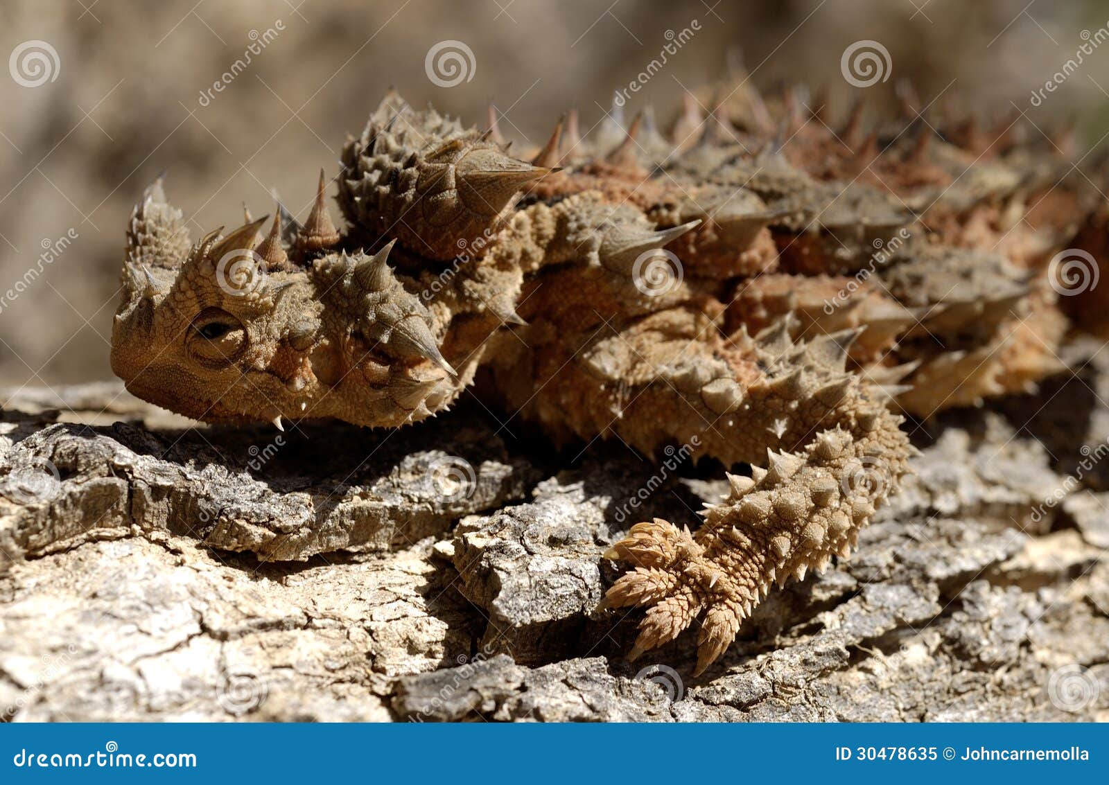 Thorny Devil Lizard Looking At Tiny Blurred Ant Stock Image ...
