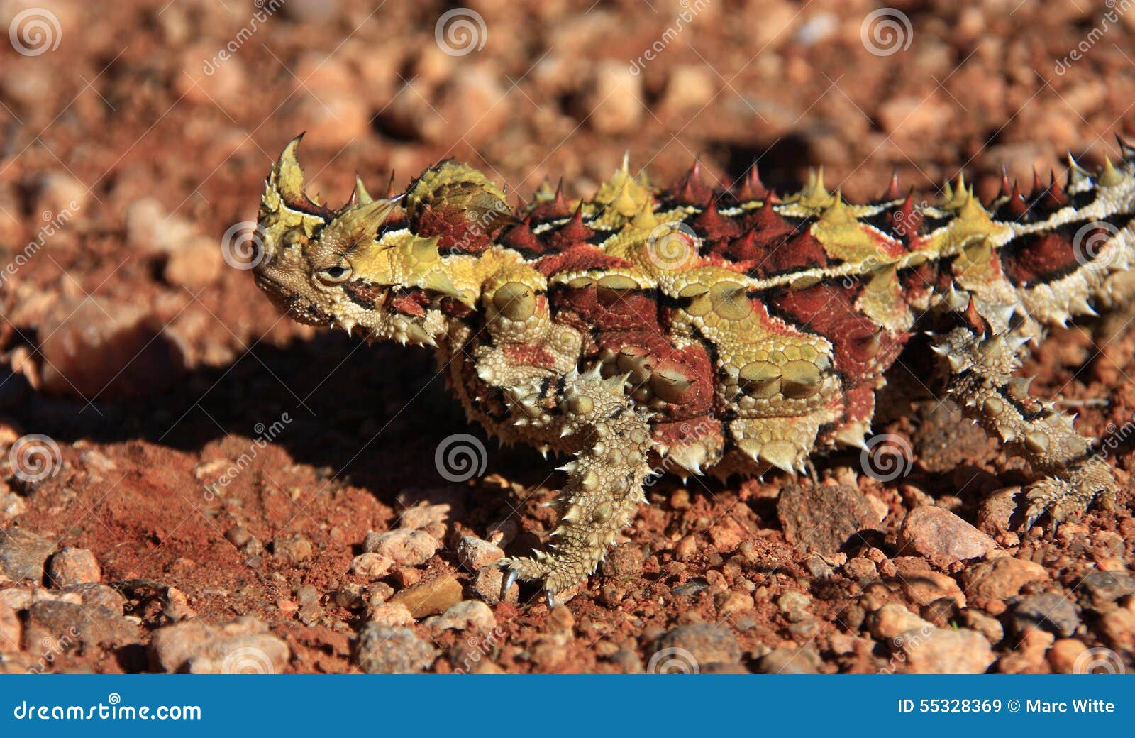 Thorny Devil Lizard Looking At Tiny Blurred Ant Stock Image ...