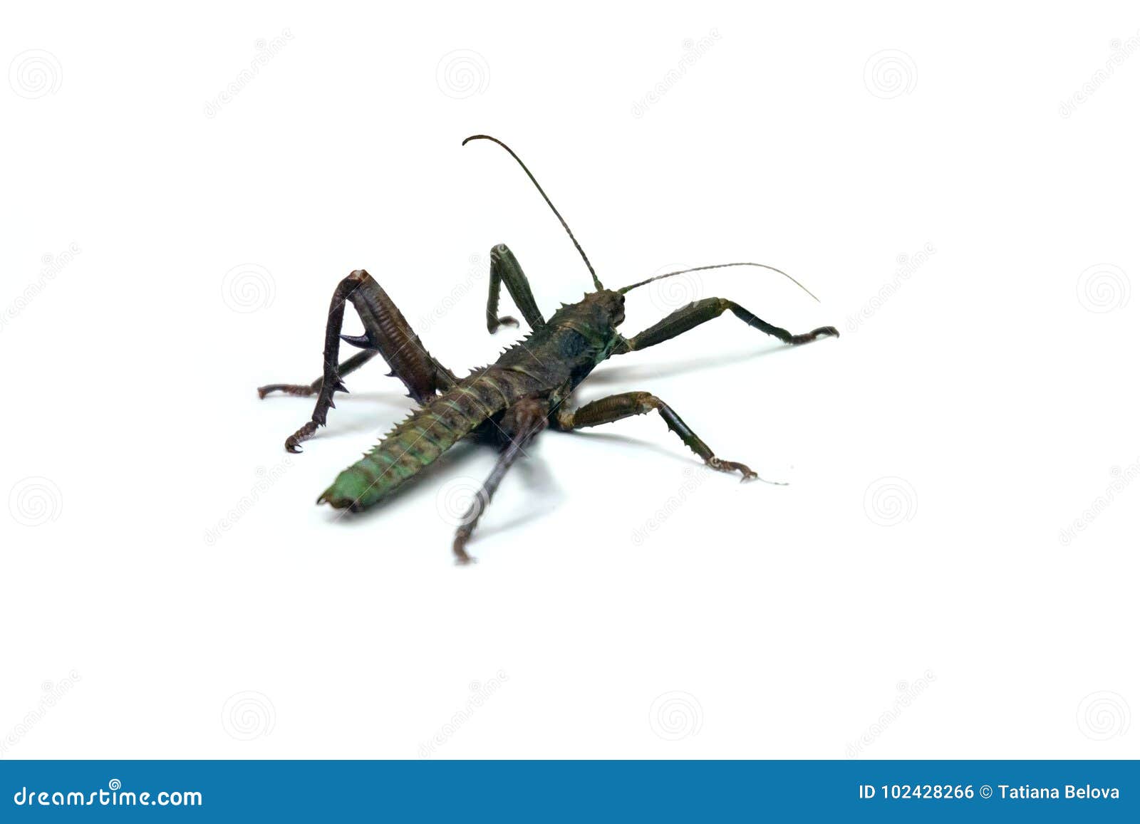 Thorny Devil Stick Insect - Eurycantha Calcarata Stock Photo - Image of ...