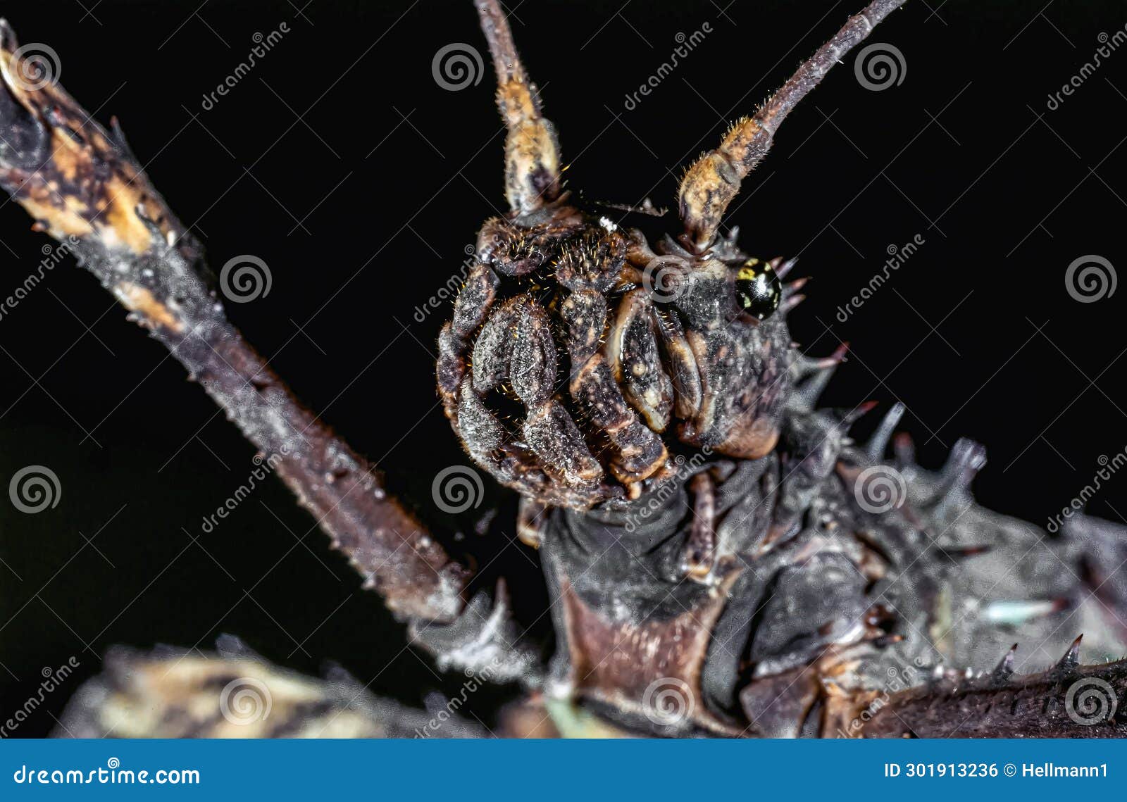 Thorny Devil Stick Insect stock photo. Image of wildlife - 301913236