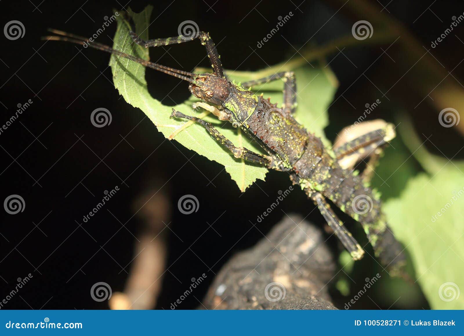 Thorny devil stick insect stock image. Image of thorny - 100528271