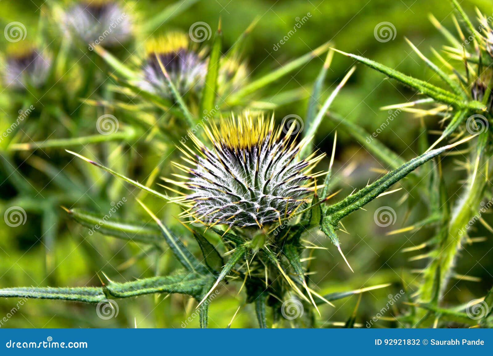 Thorny flower stock photo. Image of cracked, isolated - 92921832