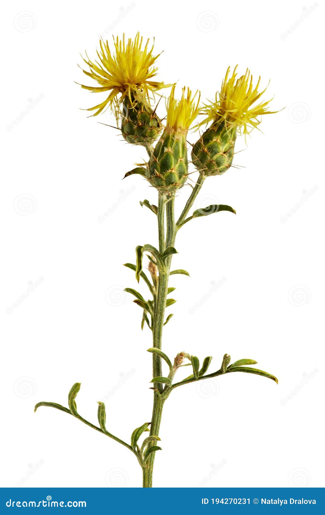 Thorny Flower Centaurea Solstitialis or Yellow Star-thistle Isolated on ...