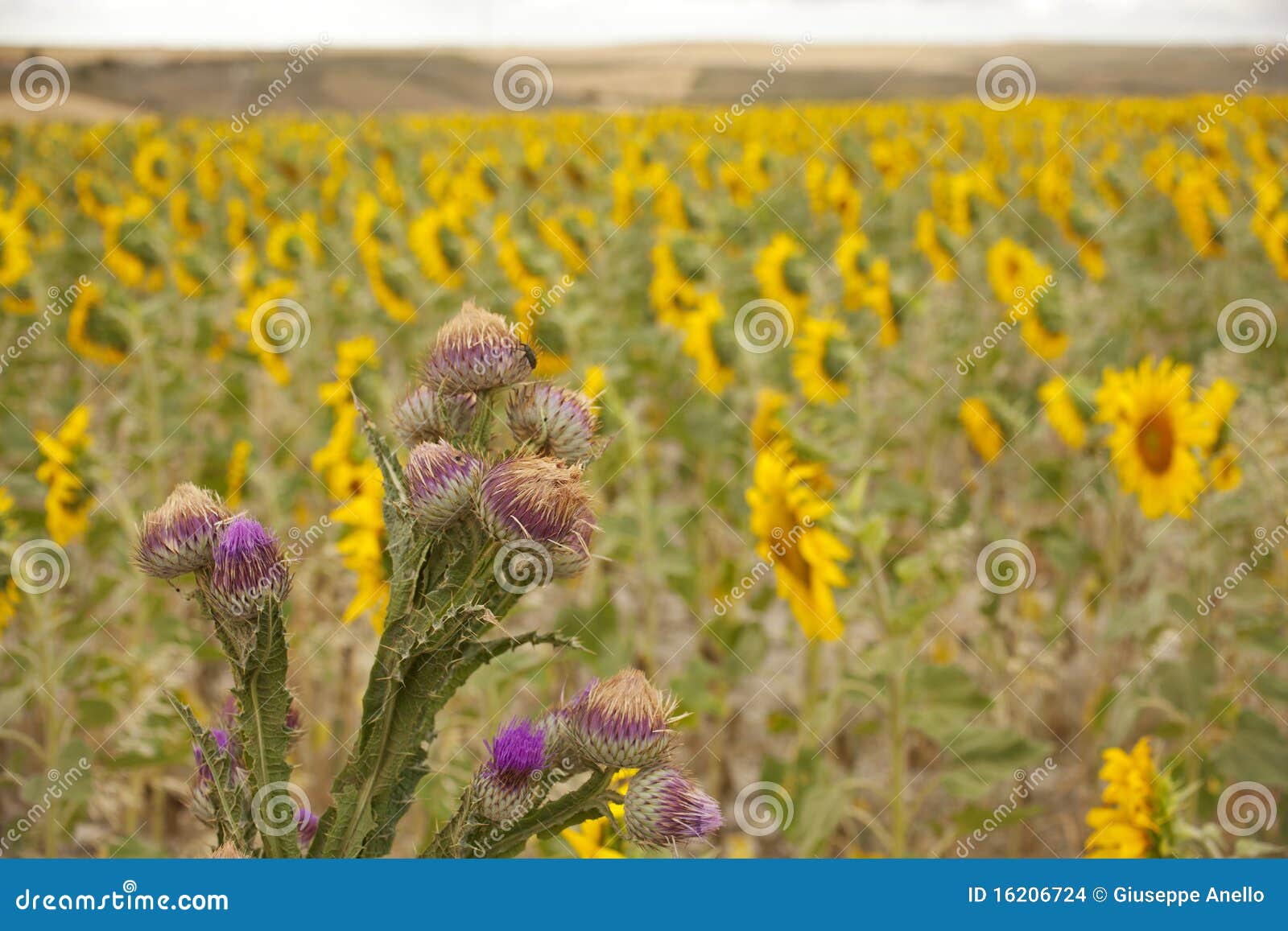 Thorny flowers stock photo. Image of blossom, fiori, landscape - 16206724