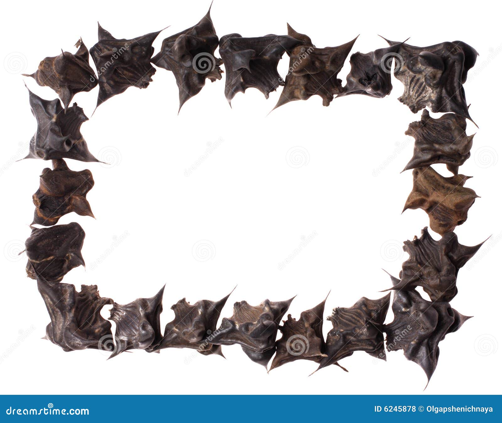 Thorny Frame Picture. Image: 6245878